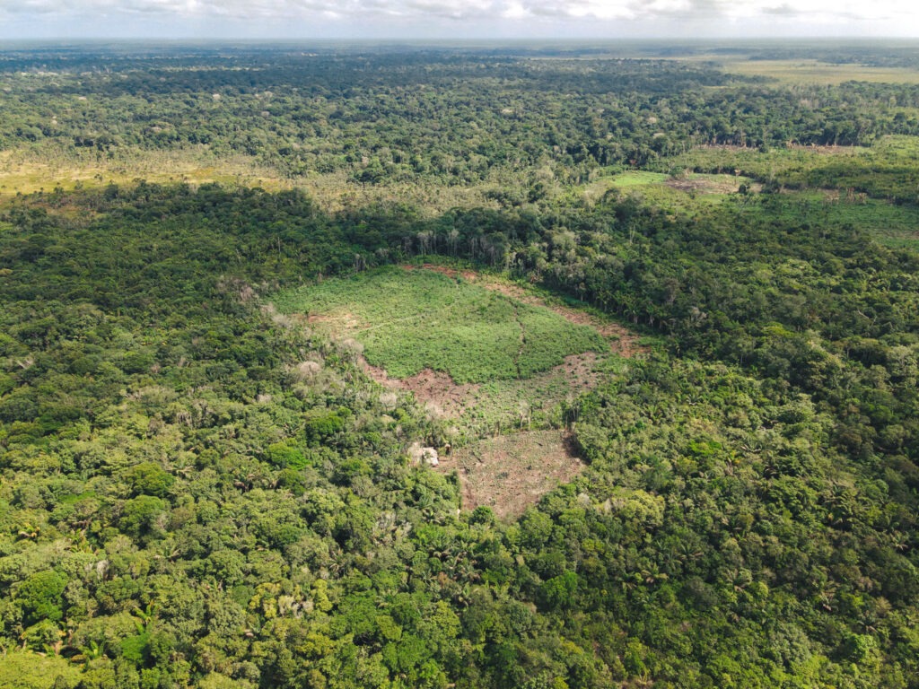 Help the Amazon Forest - How to Engage With Real Projects
