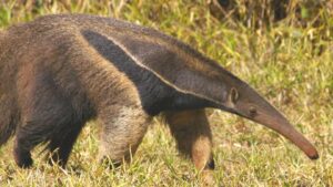 11 Endangered Species in Amazon Rainforest