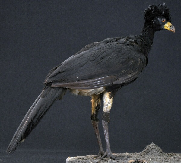 11 Endangered Species in Amazon Rainforest