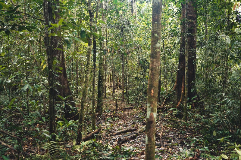 A Floresta Amazônica: muito mais do que um pulmão do mundo